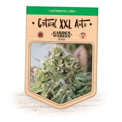 Critical XXL Auto Seeds Seeds - Garden of Green