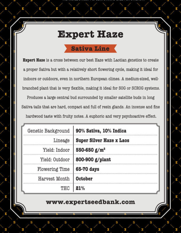 Expert Haze Seeds - Garden of Green