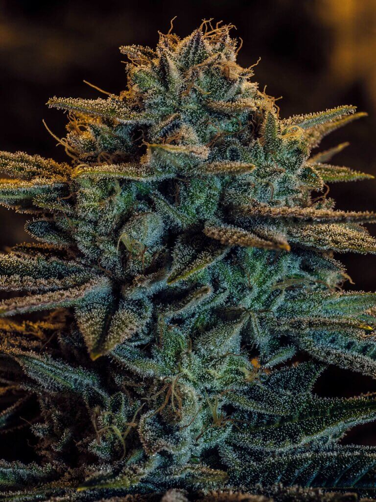 Sweet Zombie Seeds - Garden of Green